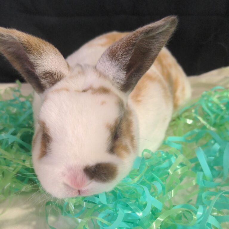 BUNNIES FOR SALE – Koren Family Farm LLC