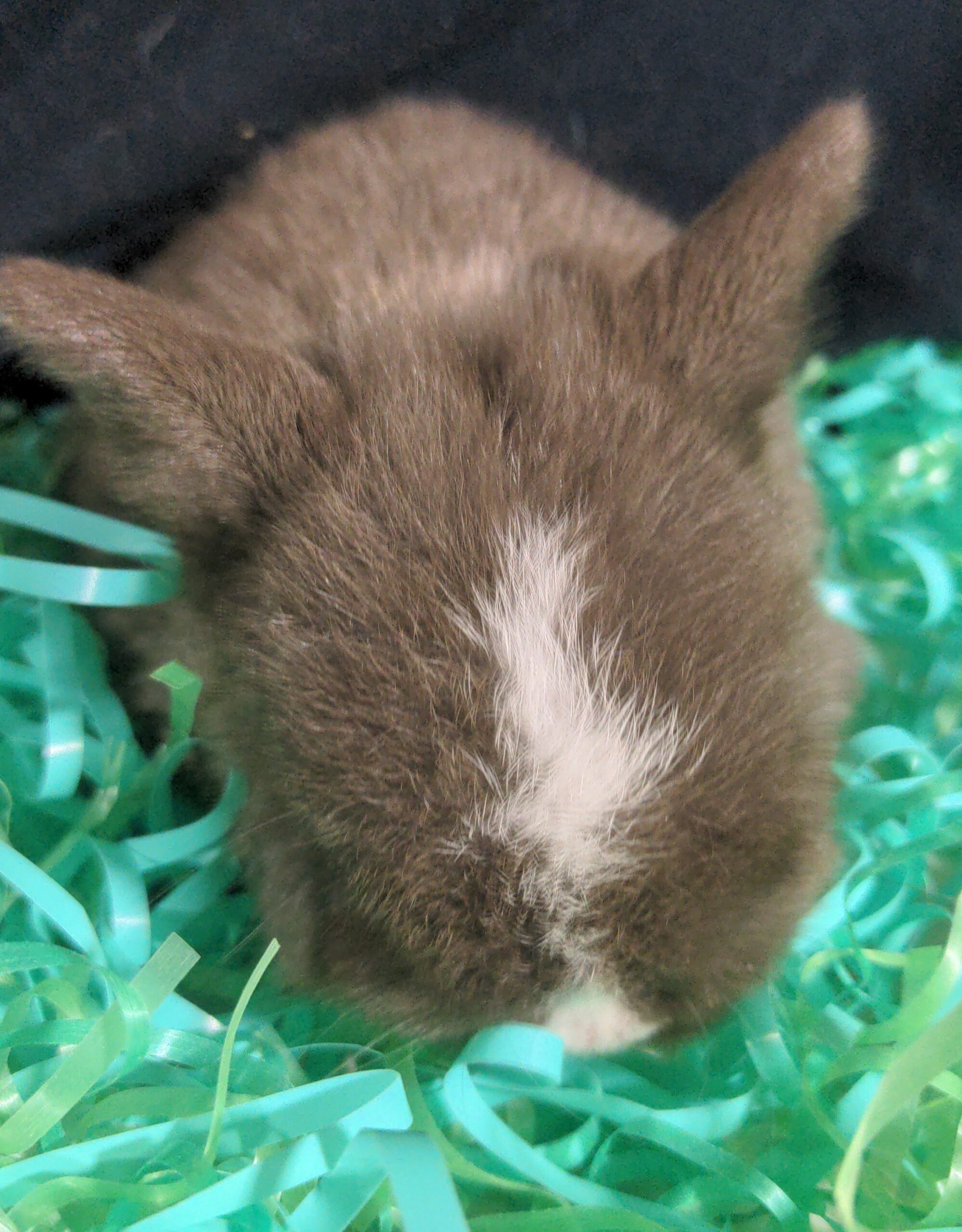 BUNNIES FOR SALE – Koren Family Farm LLC